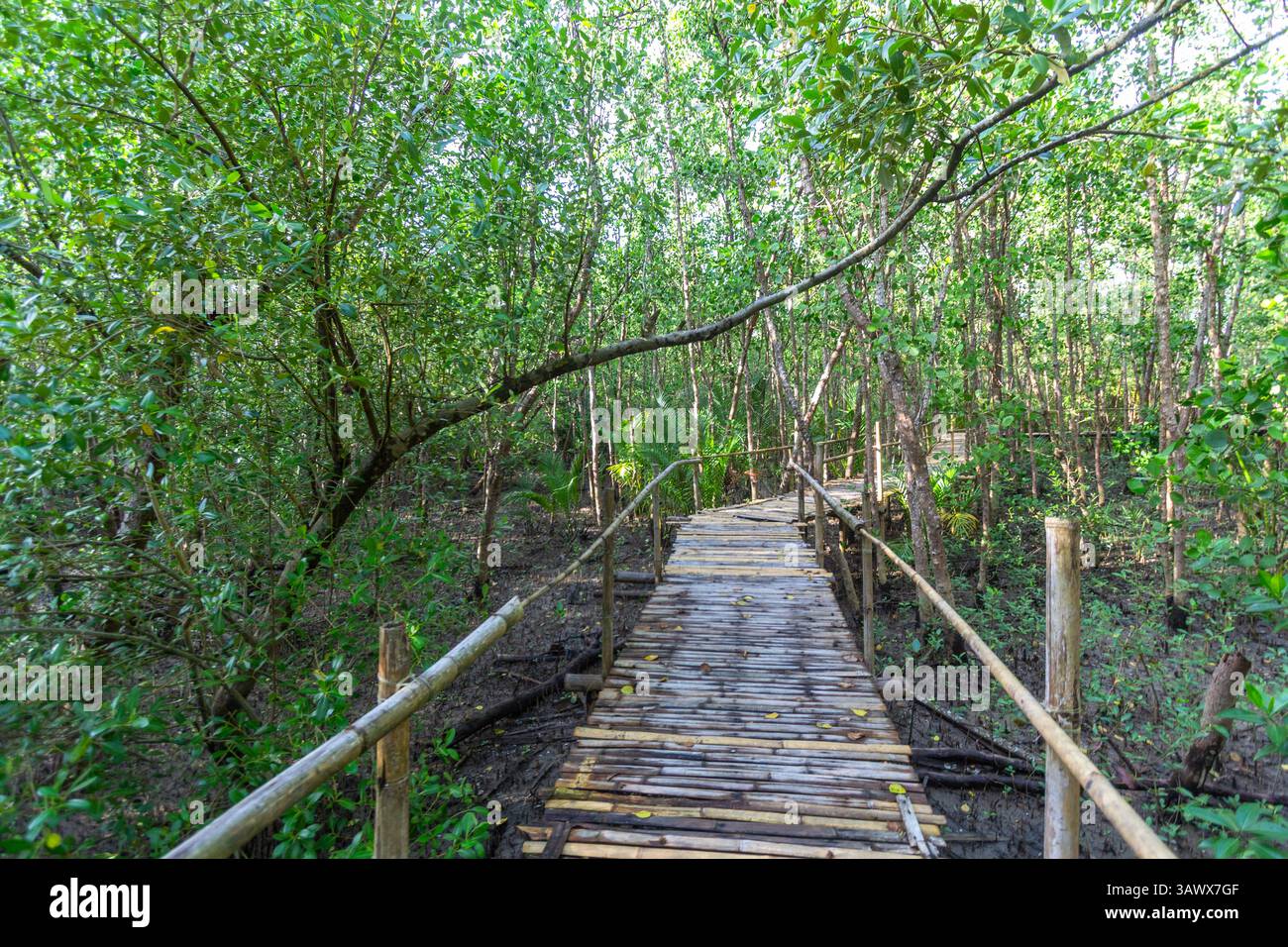 A scenic bamboo walkway winds through the lush mangrove forest of Bakhawan Ecopark in Kalibo ...