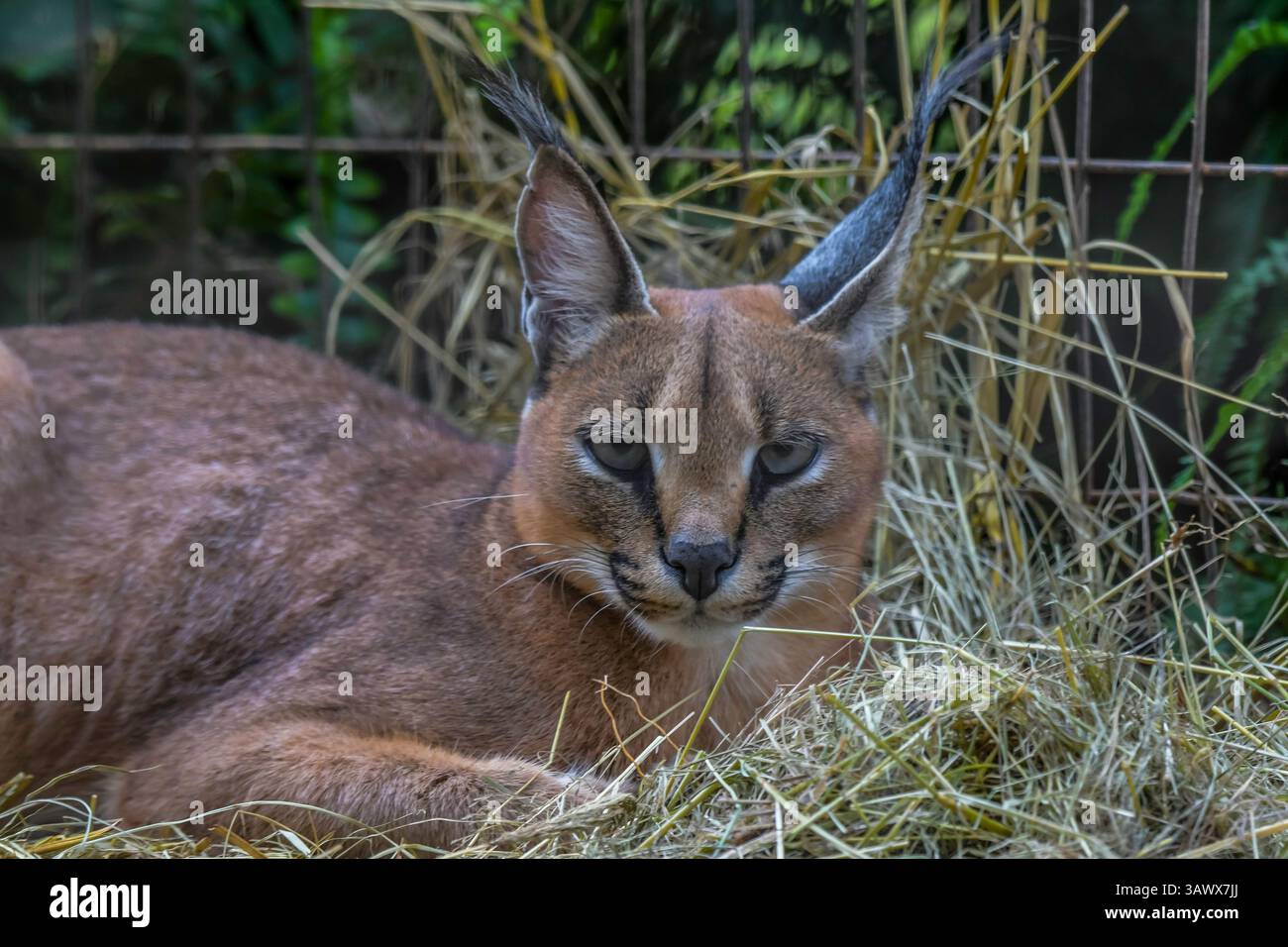 Caracal or African golden cat with it'sprotruding ears is also called as desert lynx taken in a ...