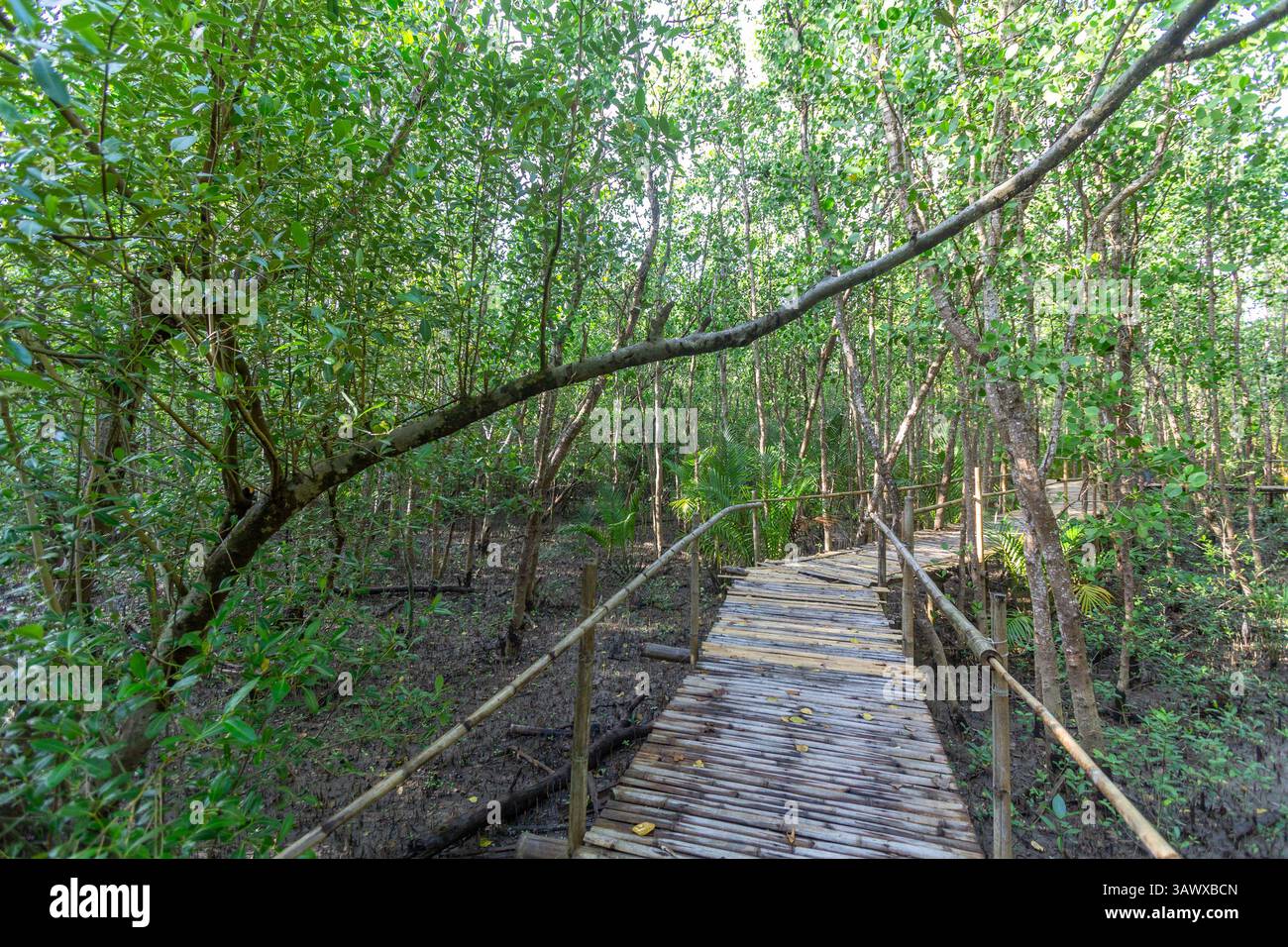 A scenic bamboo walkway winds through the lush mangrove forest of ...