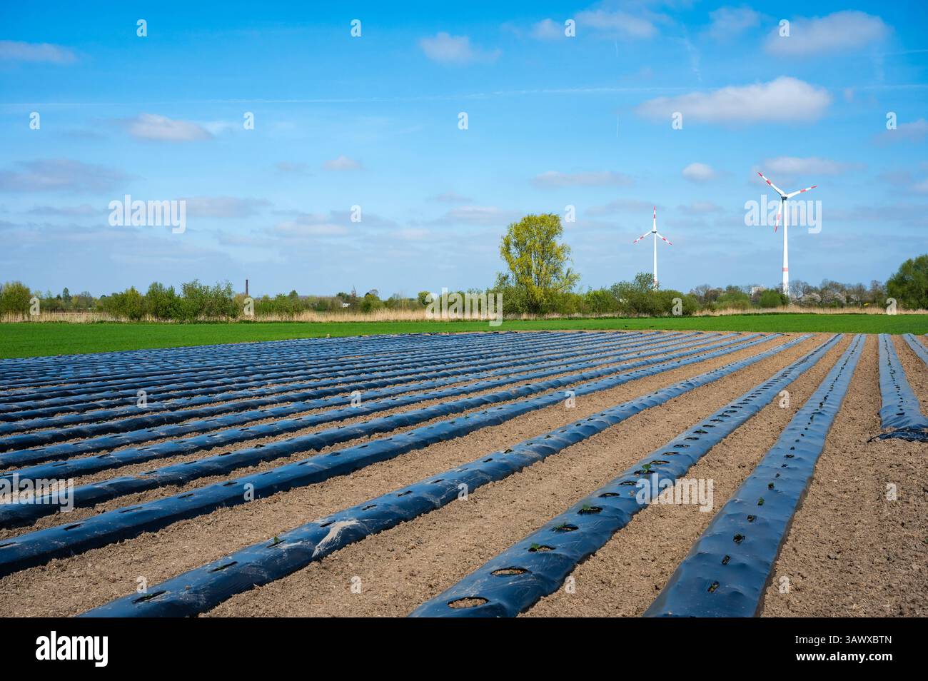 Rhubarb plantation in rows, covered with plastic Celles Schalafie ...