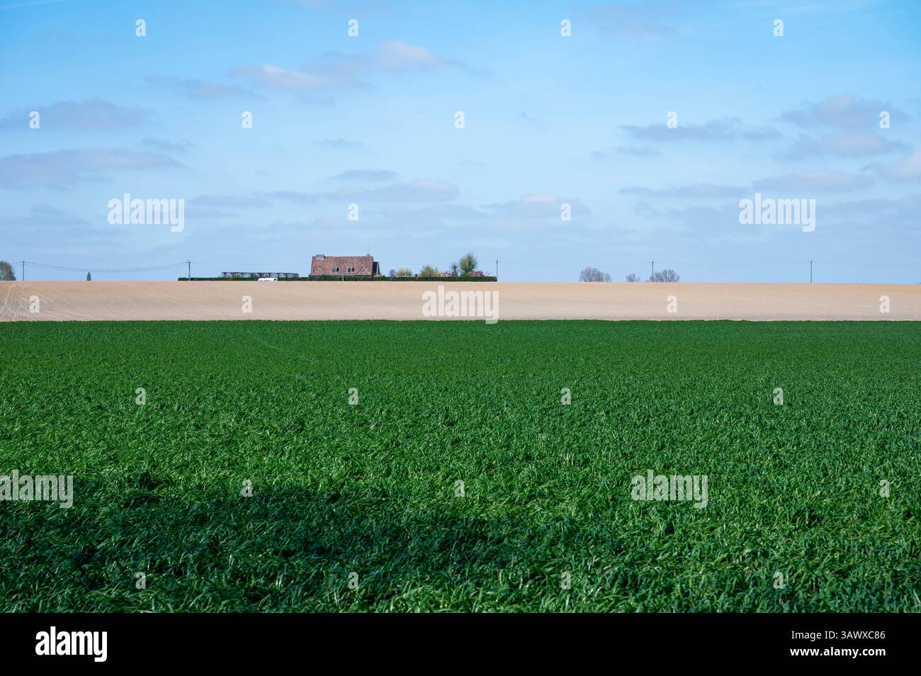 Farmland with growing green crops at the countryside in Avelgem, West ...