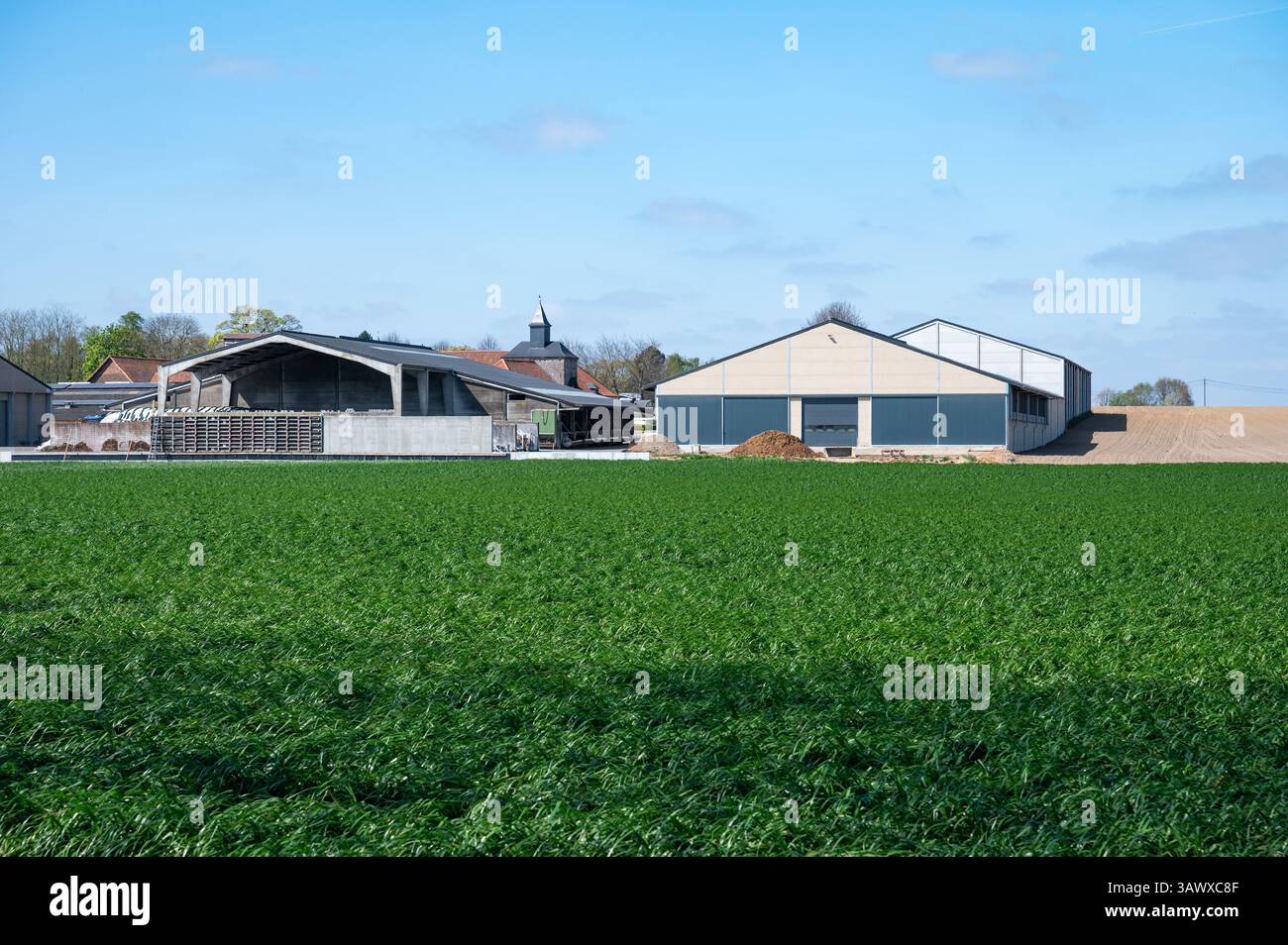 Farmland with growing green crops at the countryside in Avelgem, West ...