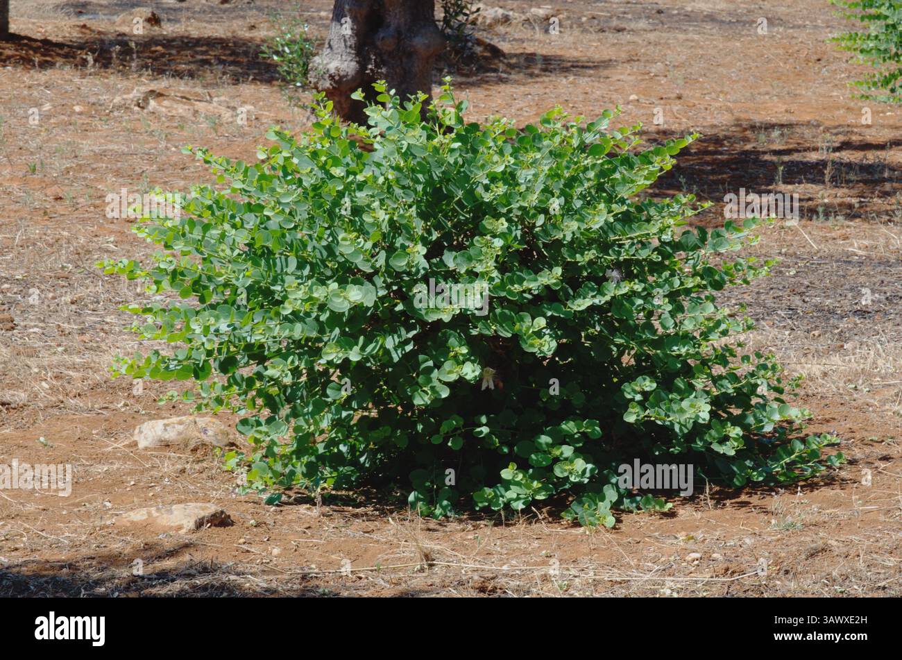 Capparis spinosa - Caper bush Stock Photo - Alamy