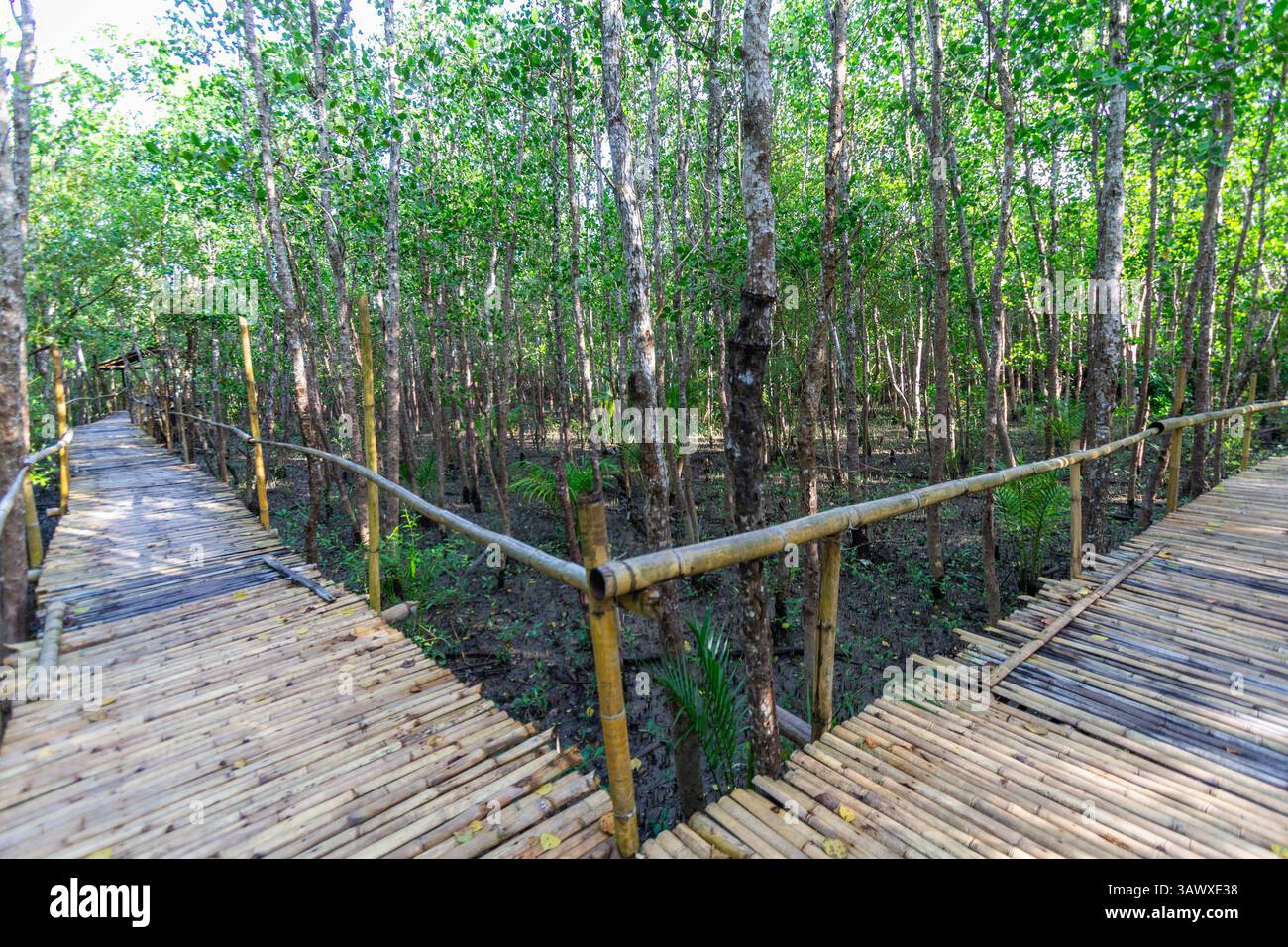 A scenic bamboo walkway winds through the lush mangrove forest of Bakhawan Ecopark in Kalibo ...