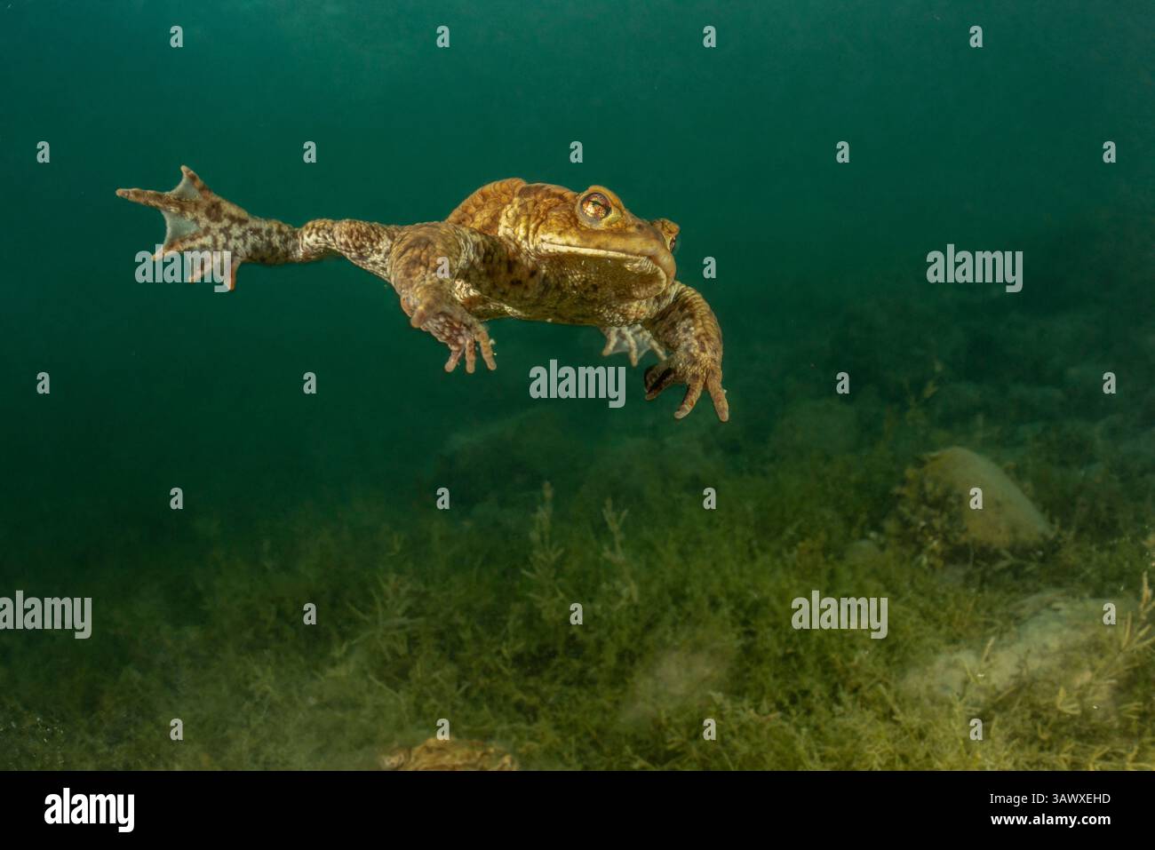 Underwater Photograph - Toad in Lake Stock Photo - Alamy