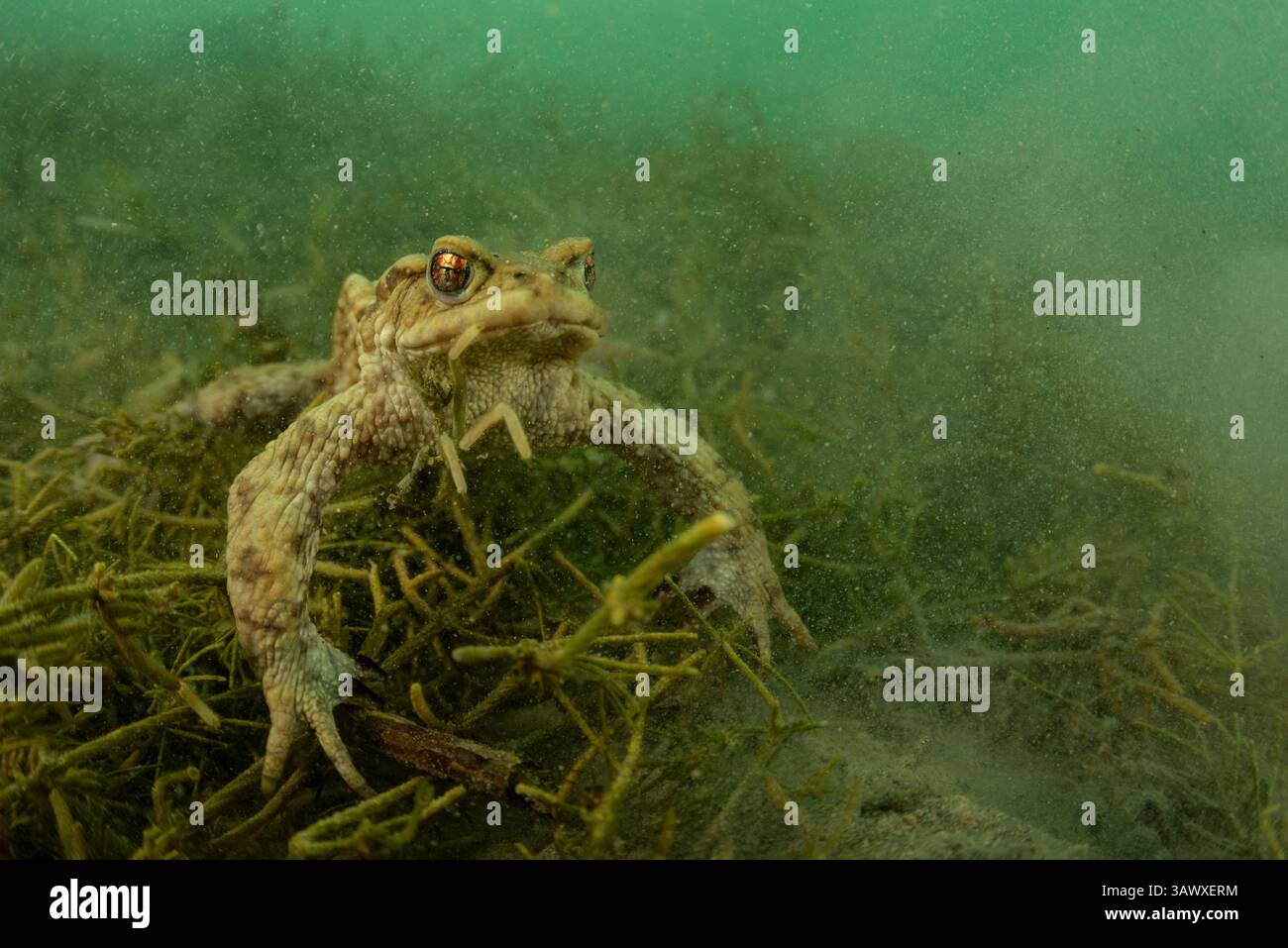 Underwater Photograph - Toad in Lake Stock Photo - Alamy