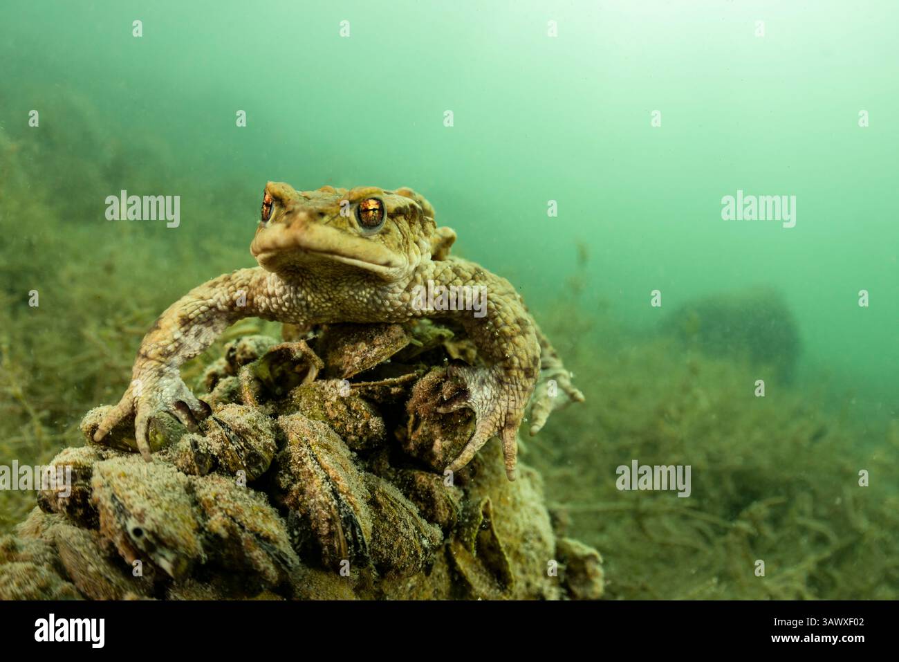 Underwater Photograph - Toad in Lake Stock Photo - Alamy