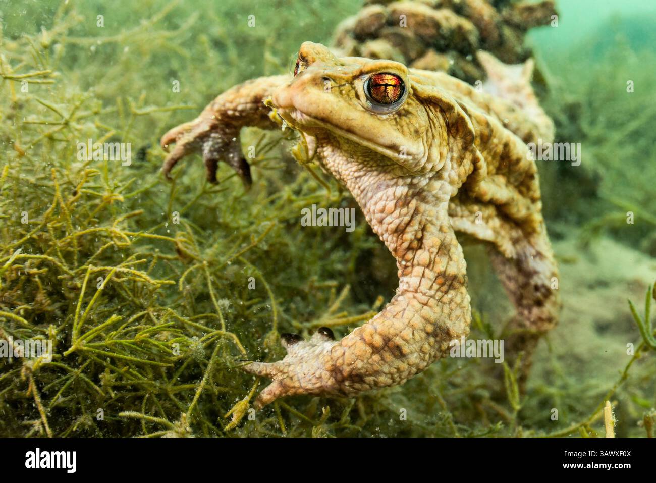 Underwater Photograph - Toad in Lake Stock Photo - Alamy