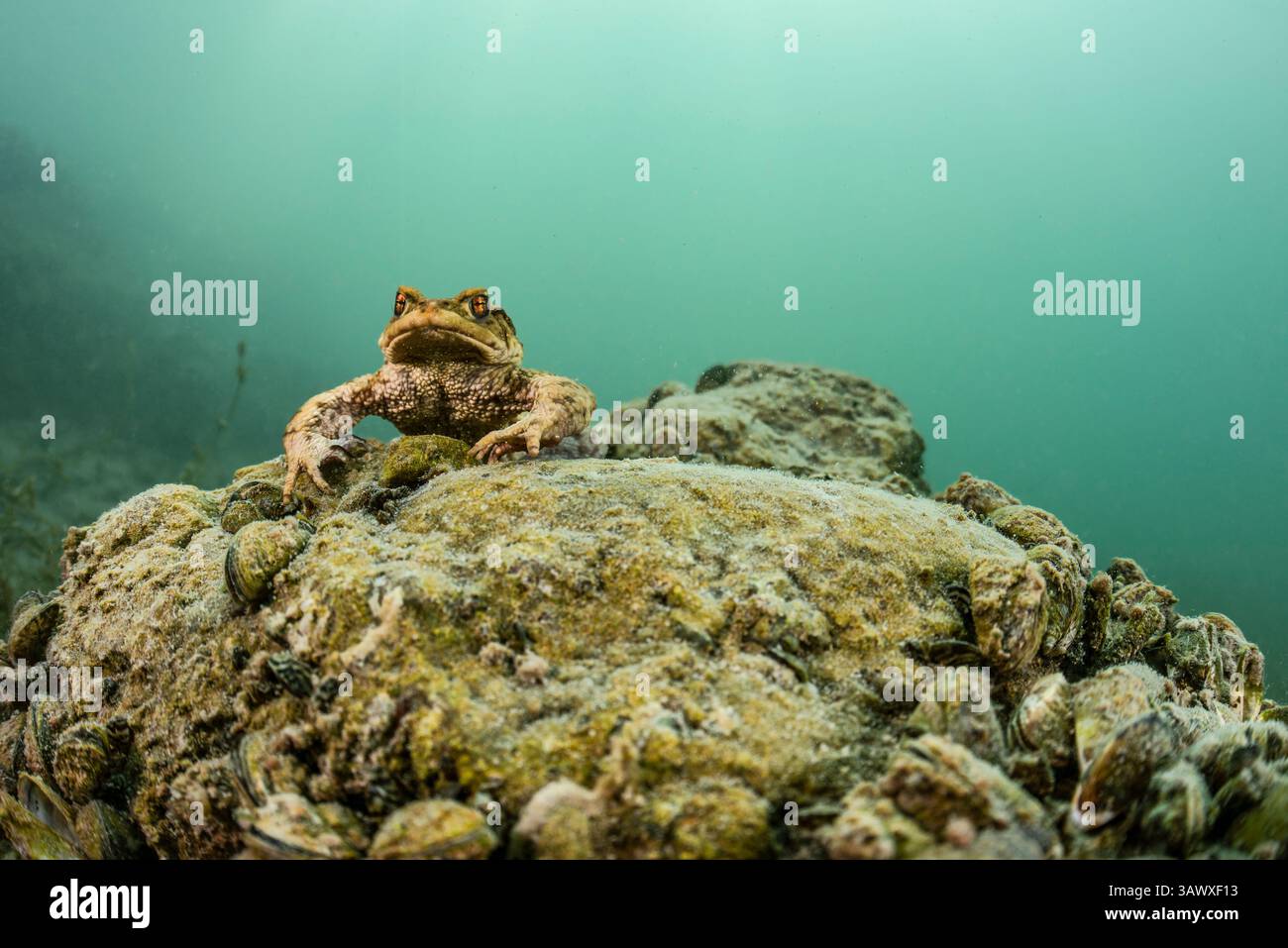 Underwater Photograph - Toad in Lake Stock Photo - Alamy