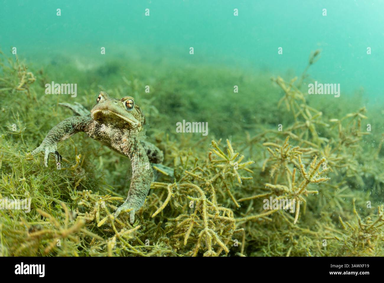 Underwater Photograph - Toad in Lake Stock Photo - Alamy