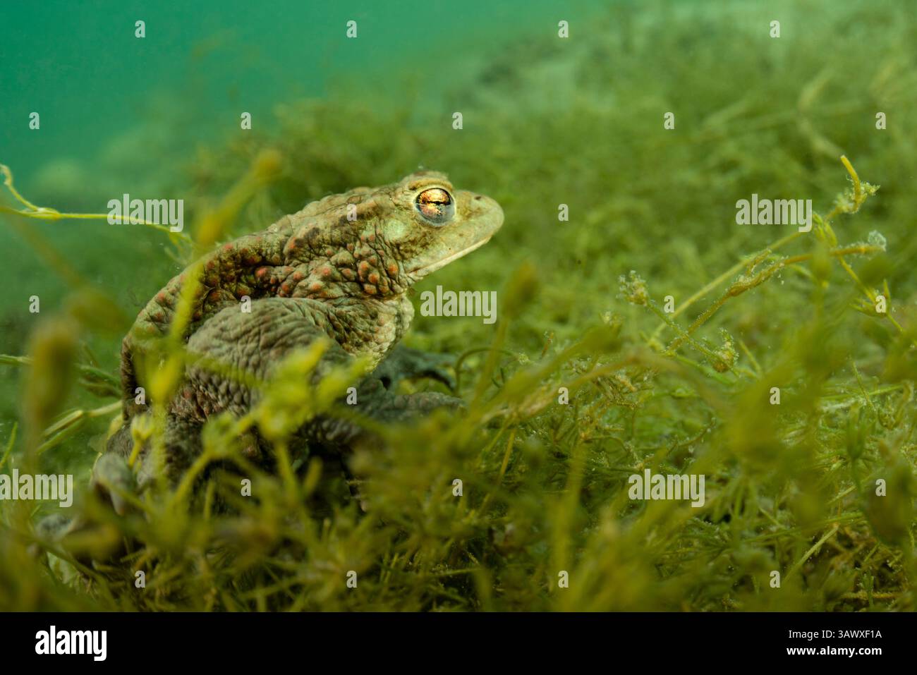 Underwater Photograph - Toad in Lake Stock Photo - Alamy