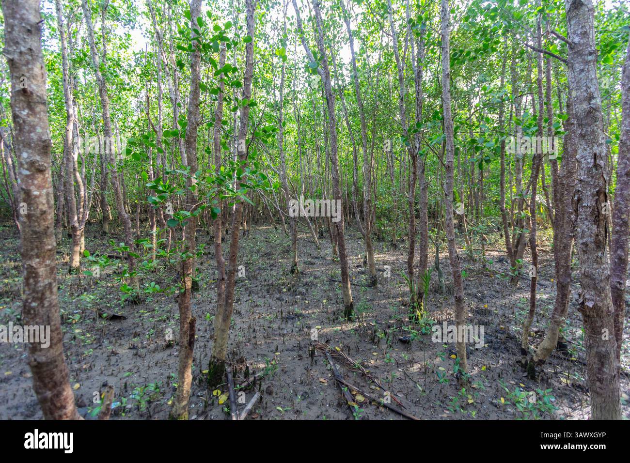 Mangrove trees thrive in the lush coastal forest of Bakhawan Ecopark in ...
