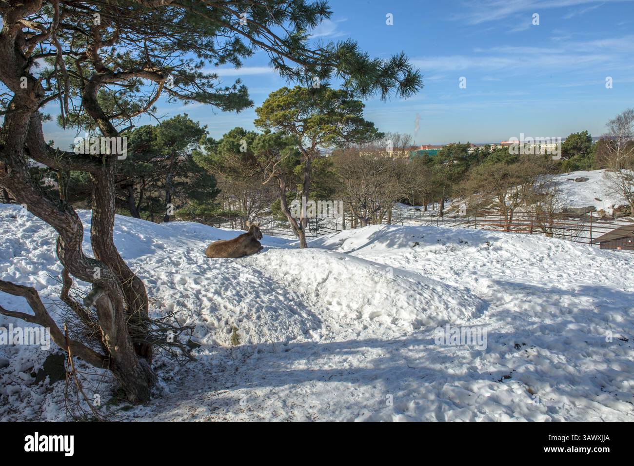 snow-covered landscape with moose resting under trees Stock Photo - Alamy