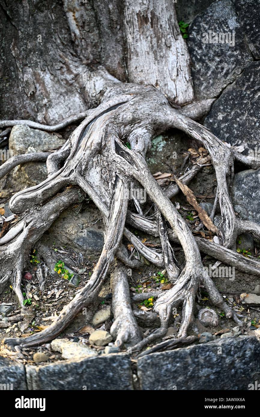 well-established tree roots Japan Stock Photo - Alamy
