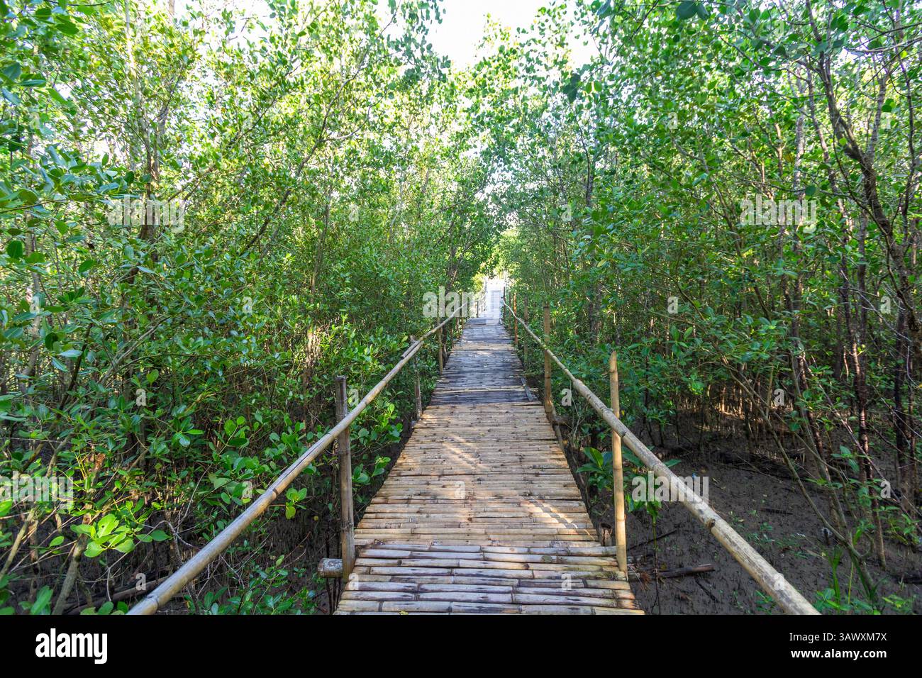 A scenic bamboo walkway winds through the lush mangrove forest of Bakhawan Ecopark in Kalibo ...