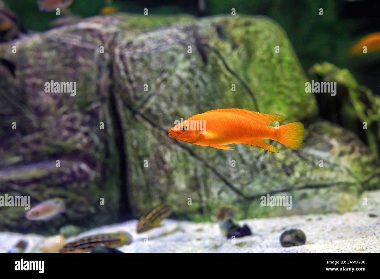 Lemon cichlid fish swimming in aquarium, side view. Tropic ...