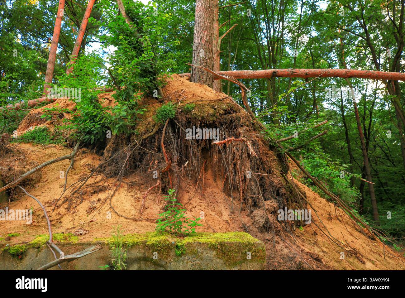 Pine tree grow protruding roots after landslide. Slide soil erosion ...