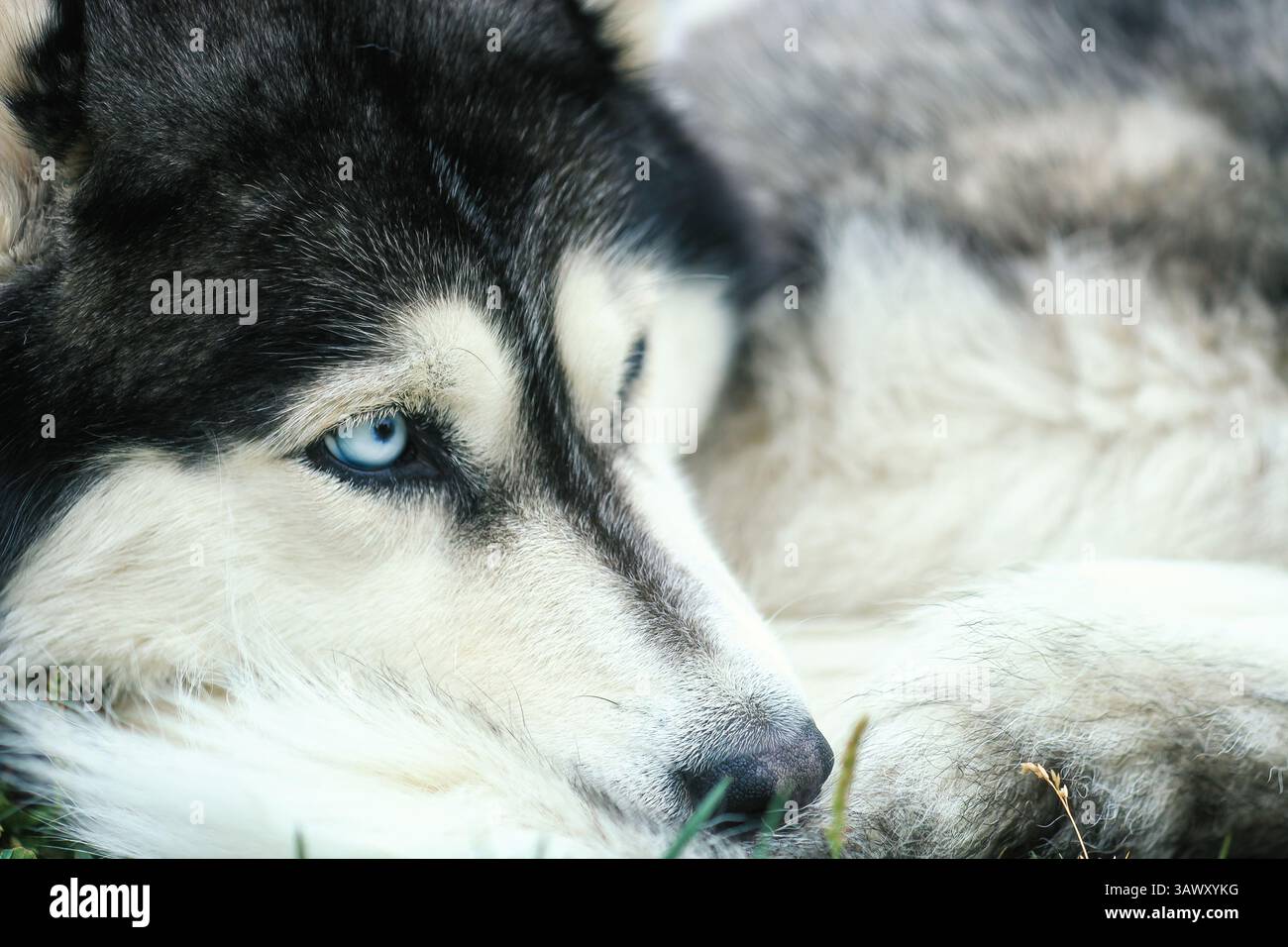 Portrait of Siberian Husky with blue eyes closeup. Headshot adorable ...