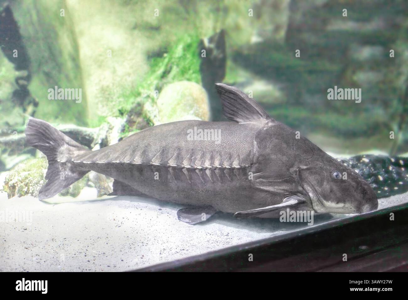 Ripsaw catfish brown fish swimming in aquarium. Oxydoras niger (cuiu ...