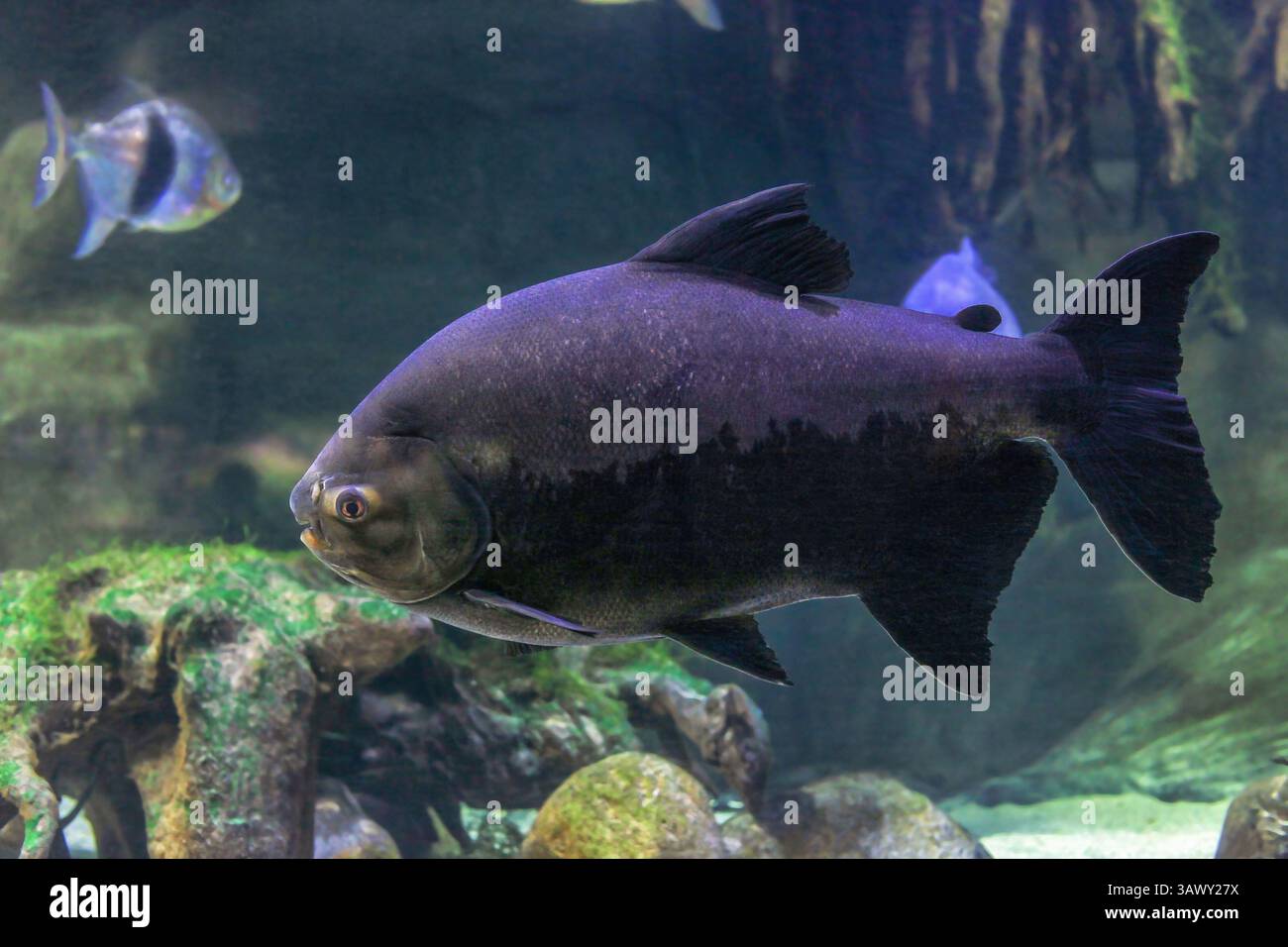 Large pacu piranha fish swimming hi-res stock photography and images ...