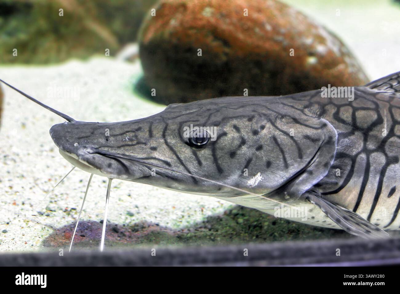 Tiger shovelnose catfish fish portrait in aquarium, side view. Pseudoplatystoma fasciatum ...