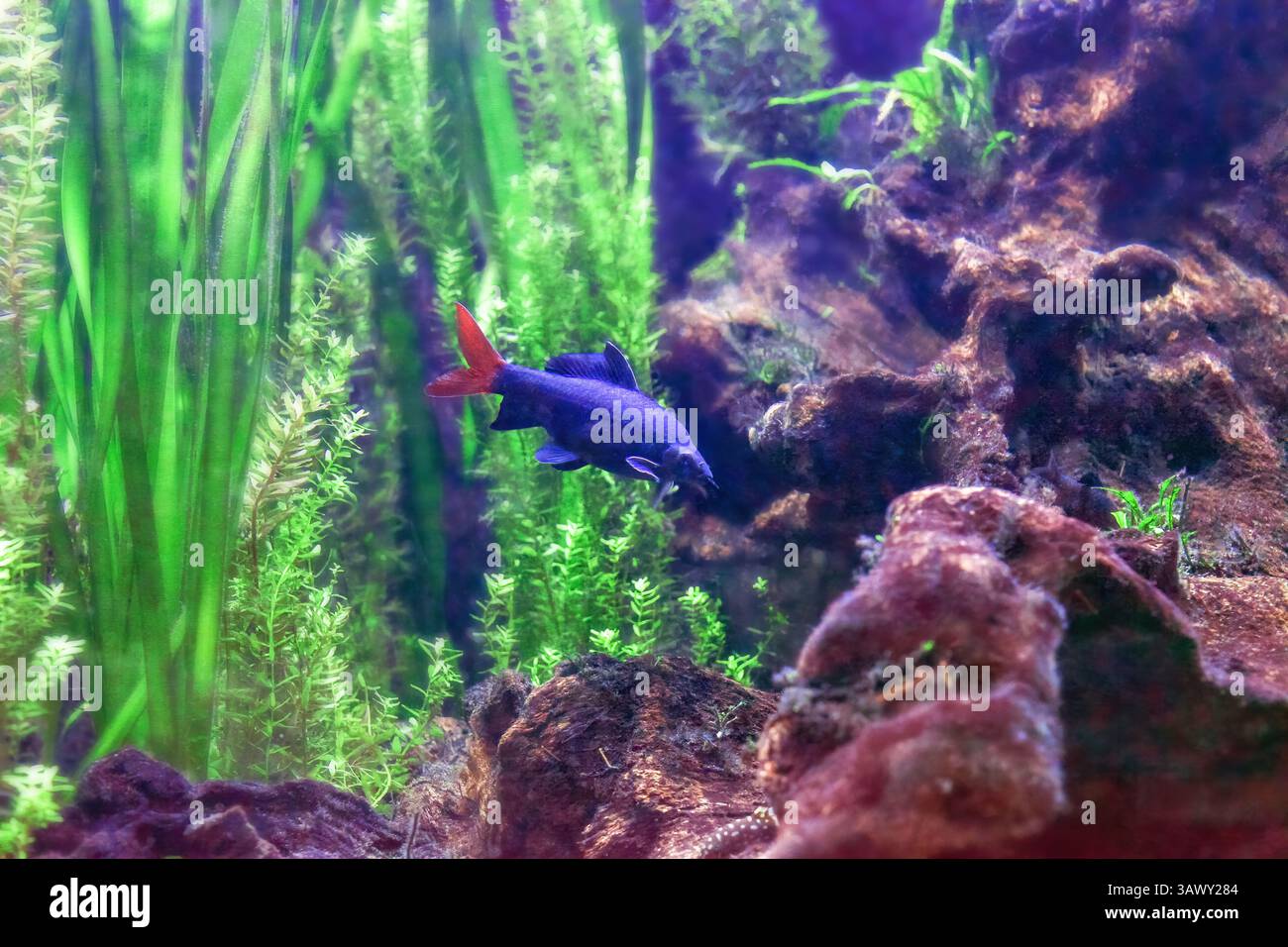 Red tailed black shark swimming in aquarium, side view. Blue ...