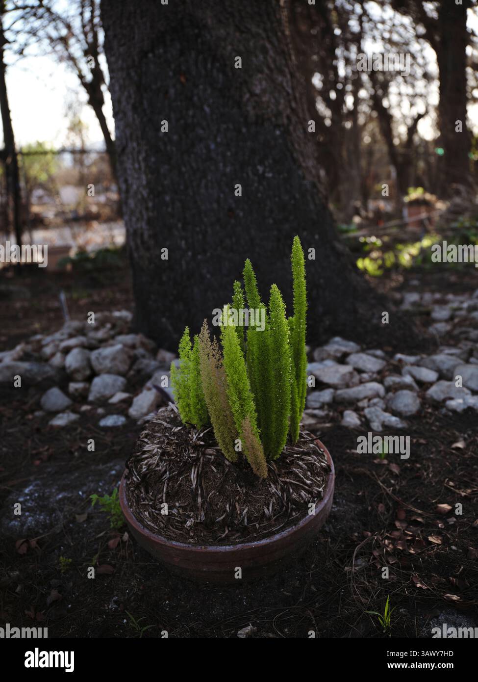 Altadena, California, USA. 19th Apr, 2025. Plants demonstrate a ...