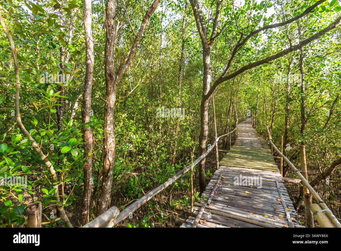 A scenic bamboo walkway winds through the lush mangrove forest of ...