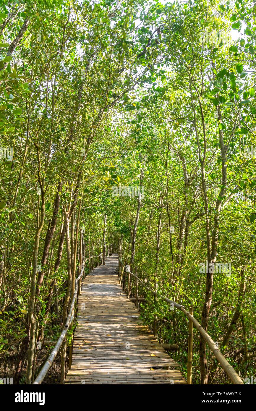 A scenic bamboo walkway winds through the lush mangrove forest of Bakhawan Ecopark in Kalibo ...