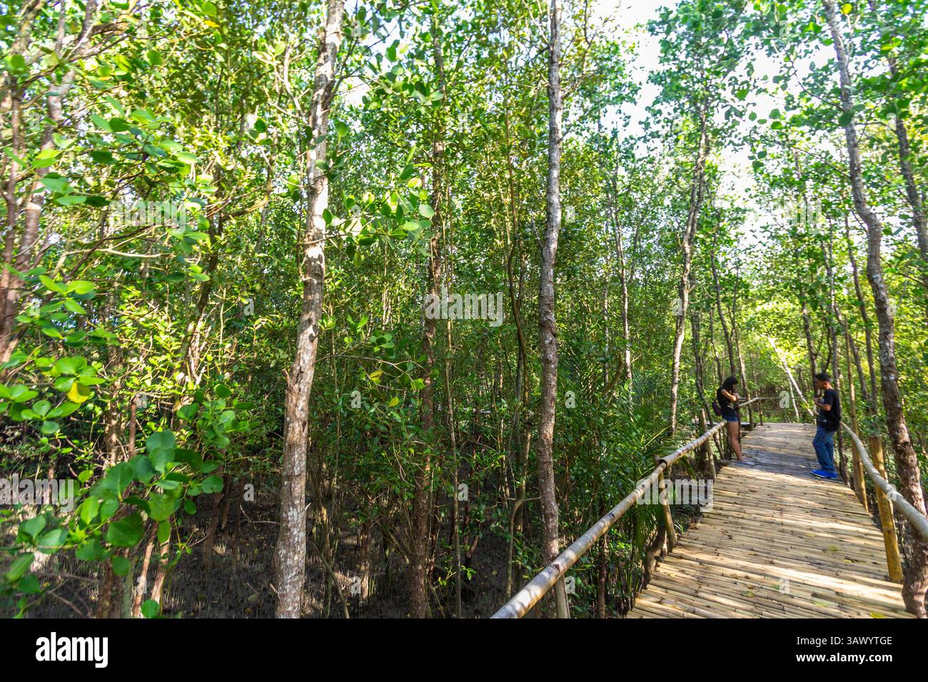 A scenic bamboo walkway winds through the lush mangrove forest of Bakhawan Ecopark in Kalibo ...