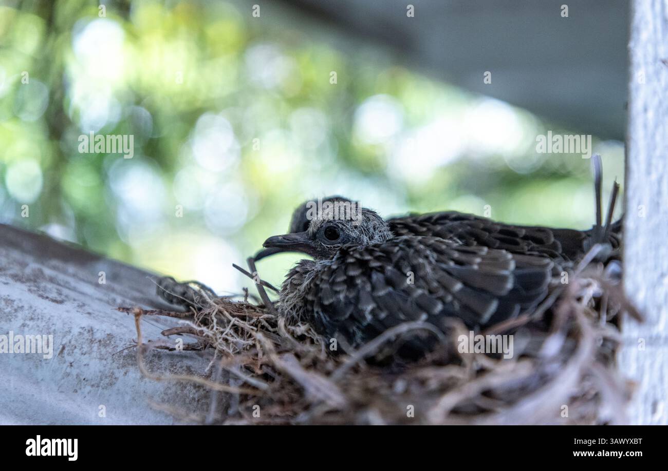 Mourning Dove Zenaida macroura nest with two chicks in the nest on top of a house gutter drain ...