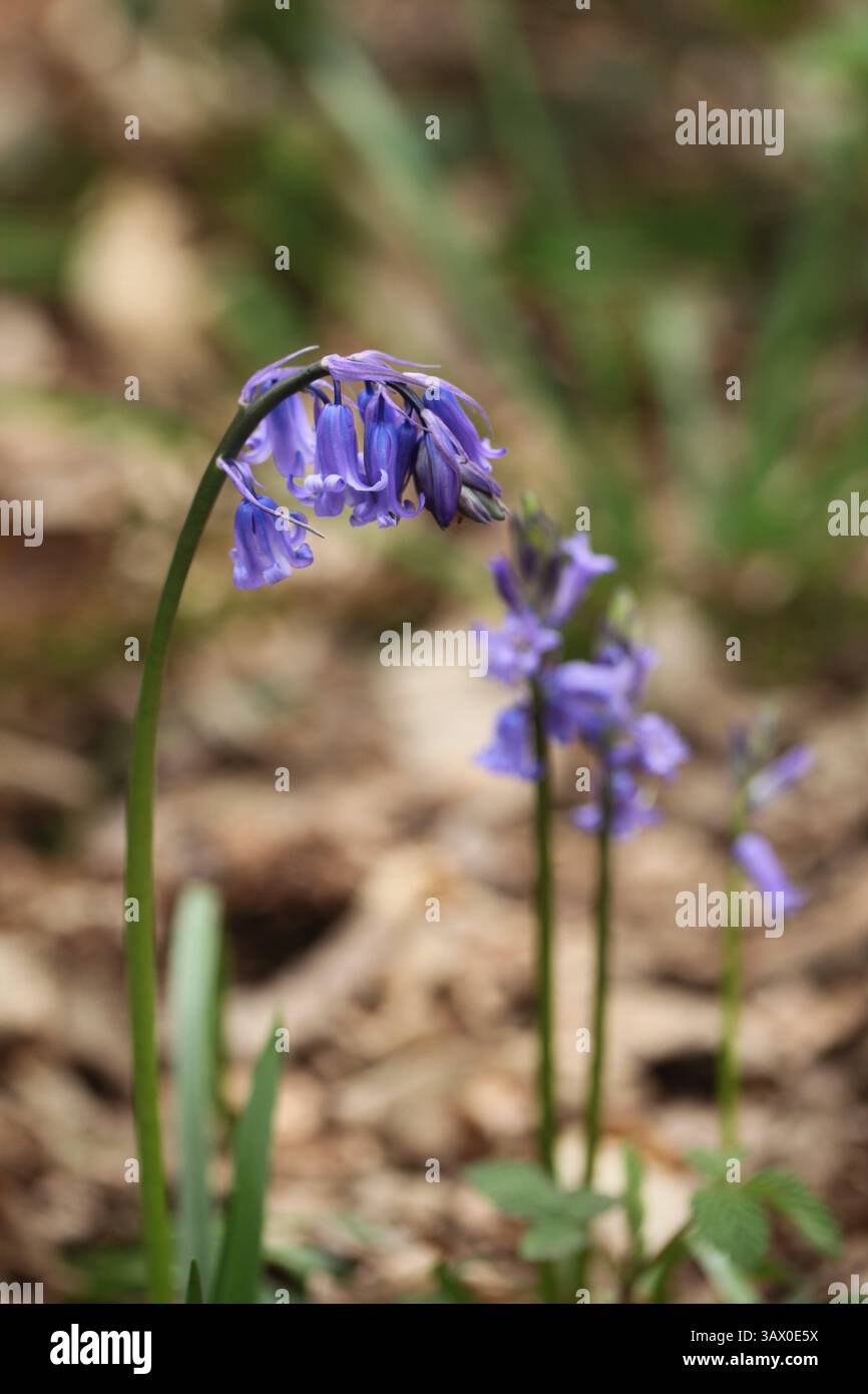 The opening of 'Blue Bells' on Beverley Westwood. Despite wind brambles ...