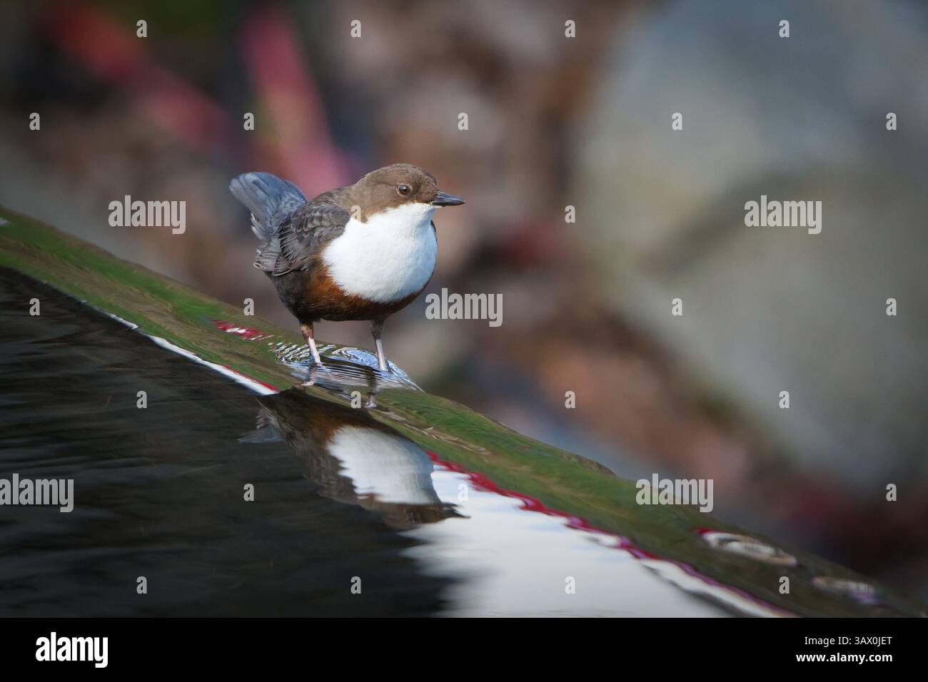 Cinclus cinclus aka White-throated dipper. Rare water bird in his ...