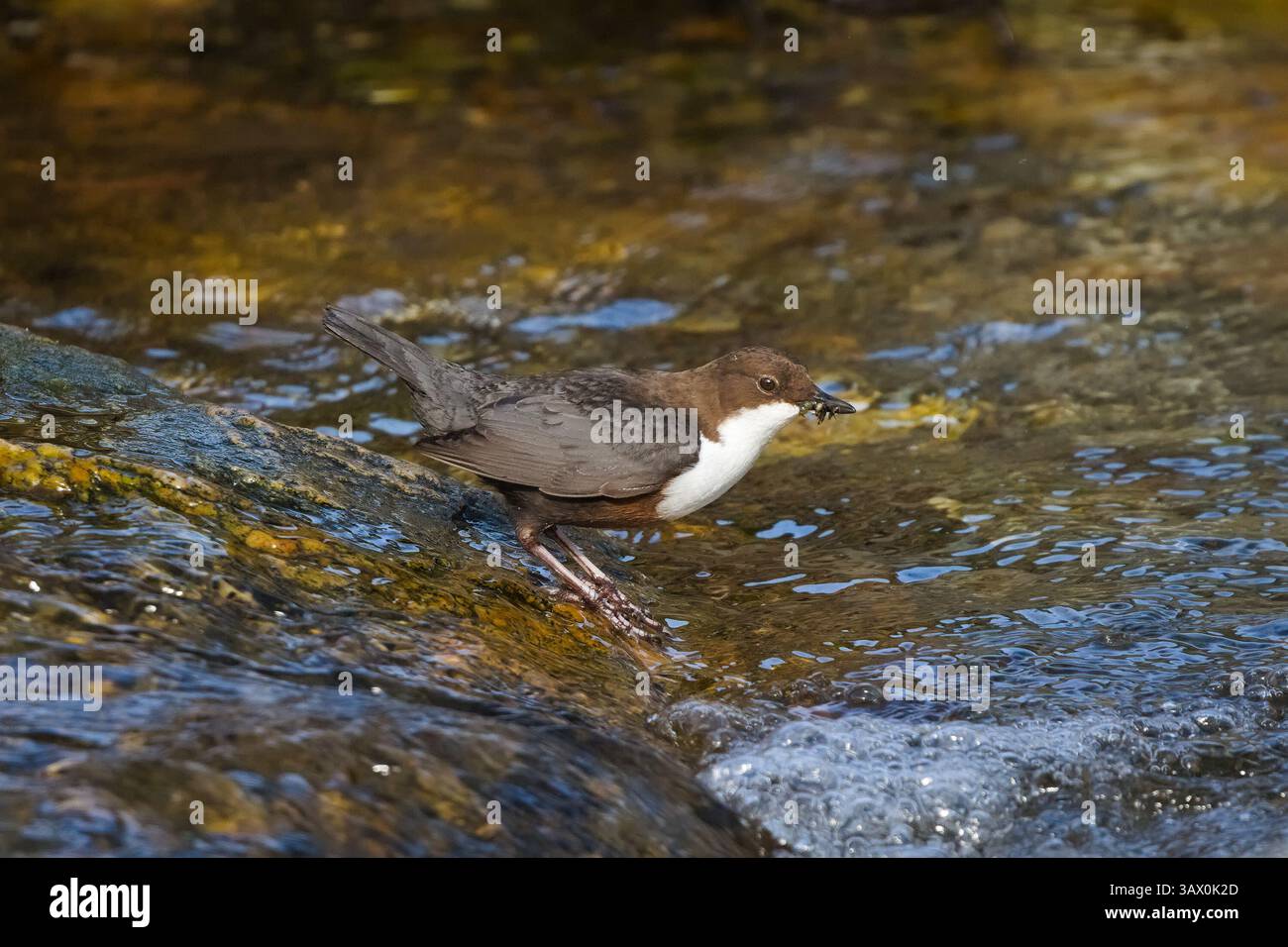 Cinclus cinclus aka White-throated dipper perched on the stone in river ...