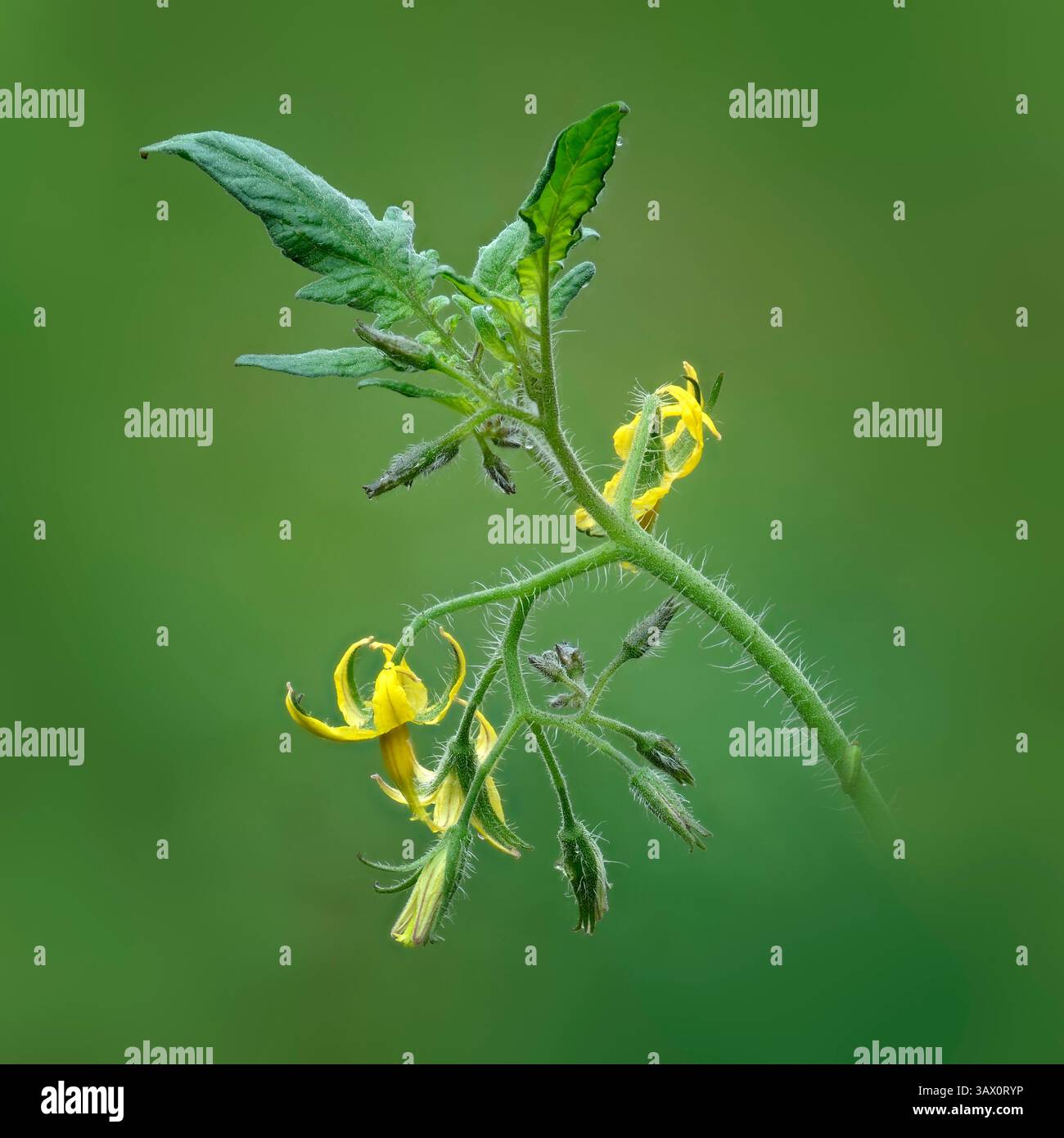 Isolated image of yellow tomato flowers in bloom Stock Photo - Alamy