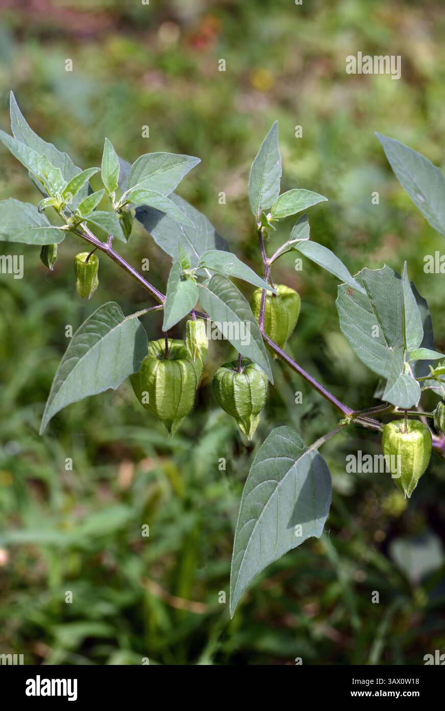 Longleaf groundcherry (Physalis longifolia) aka wild tomatillo is ...