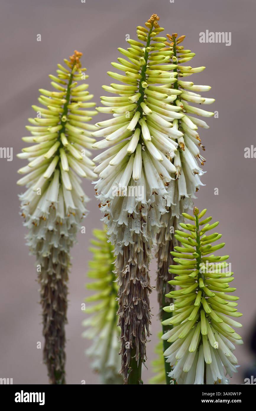Tritomea macro hi-res stock photography and images - Alamy