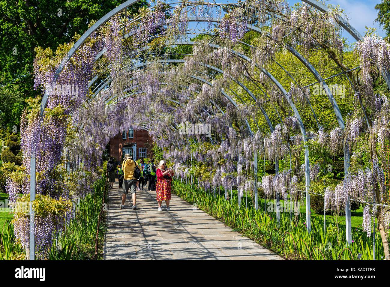 Beautiful mauve wisteria arch (Wisteria Kokuryu) flowering in spring in ...