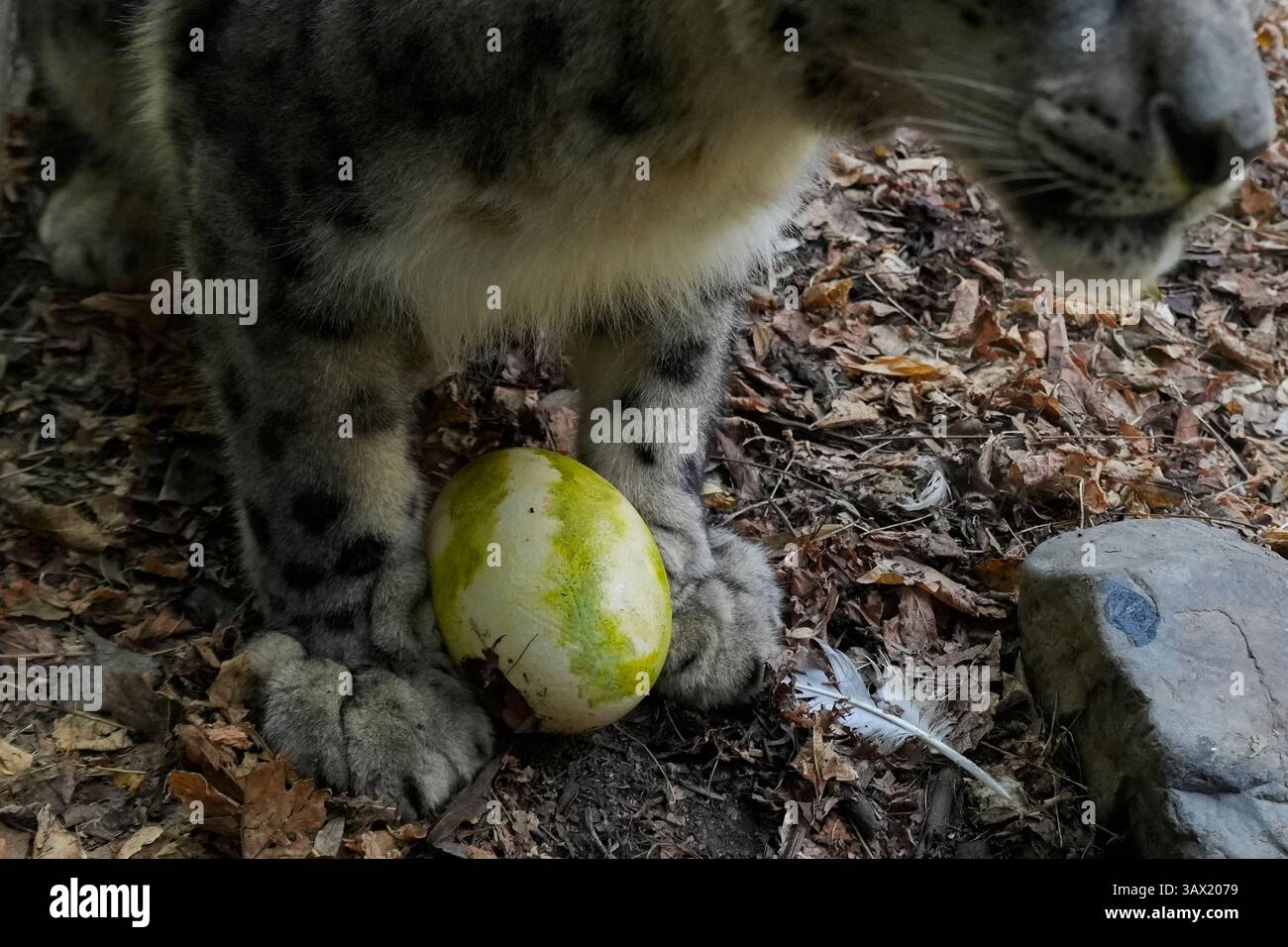 A snow leopard holds an Easter egg between its paws at the Buinzoo in ...