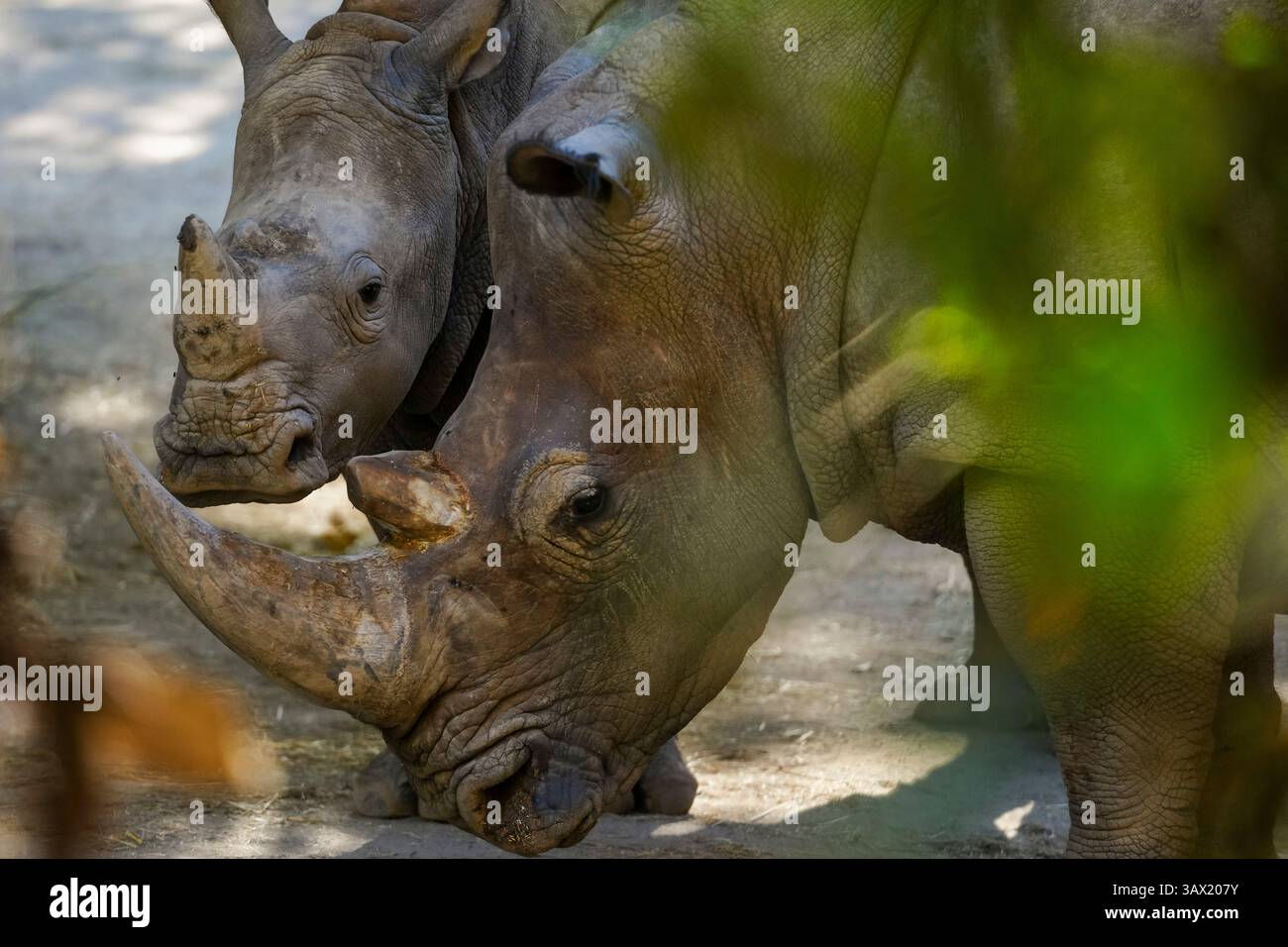 Silverio, a white rhino, and his mother Hannah wait to receive an Easter egg from staff at the ...