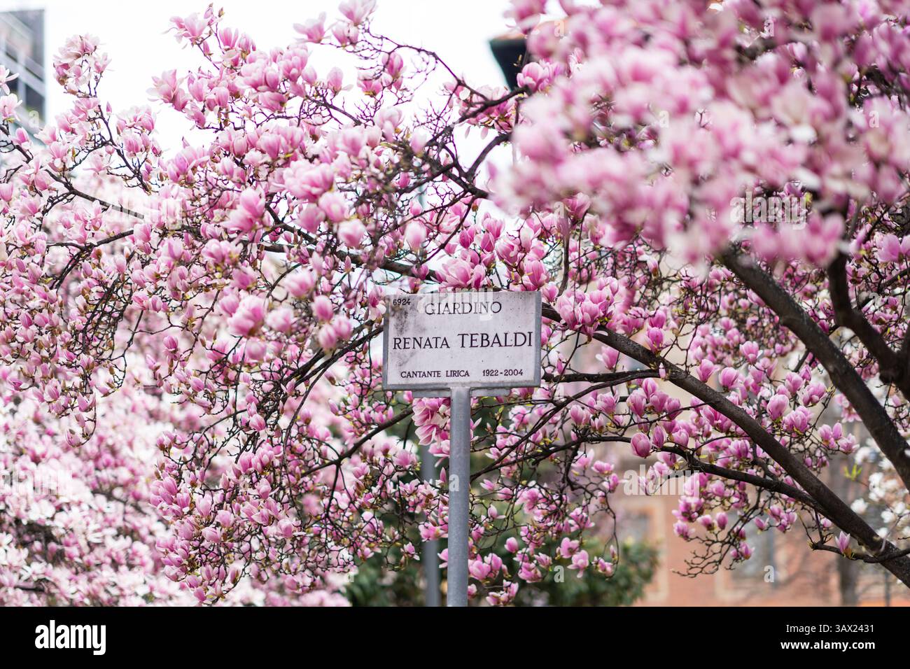 Milan, Italy - 13.03.2023: Pink Magnolia Blossoms Surrounding Renata ...
