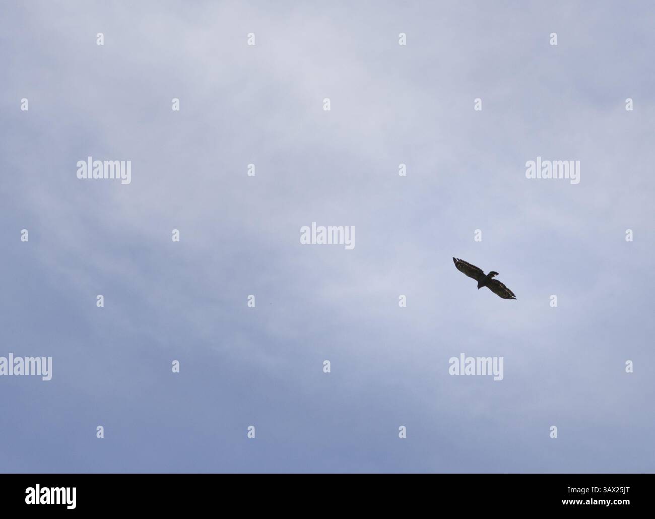 1924 permit hi-res stock photography and images - Alamy