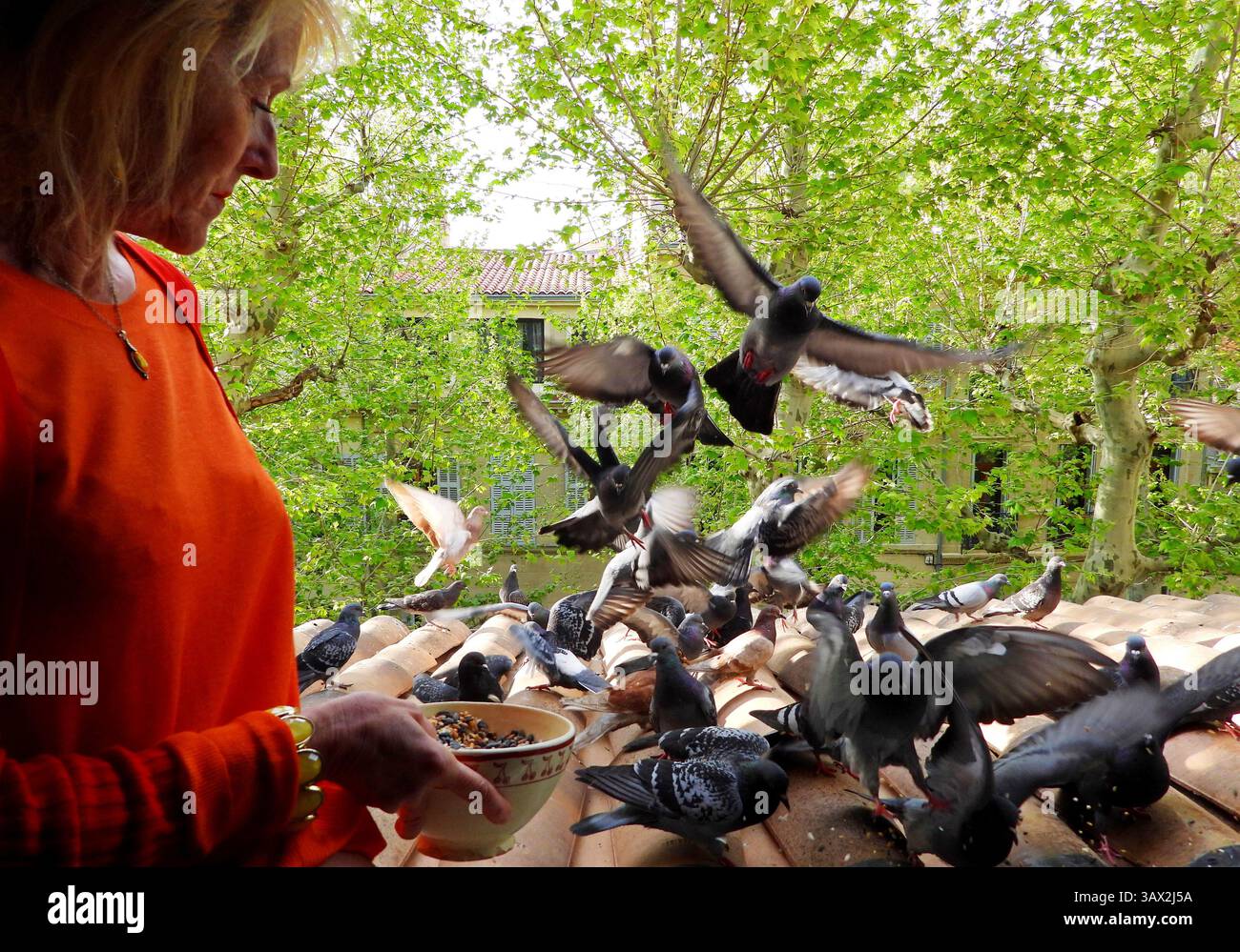 Tauben landen hi-res stock photography and images - Alamy