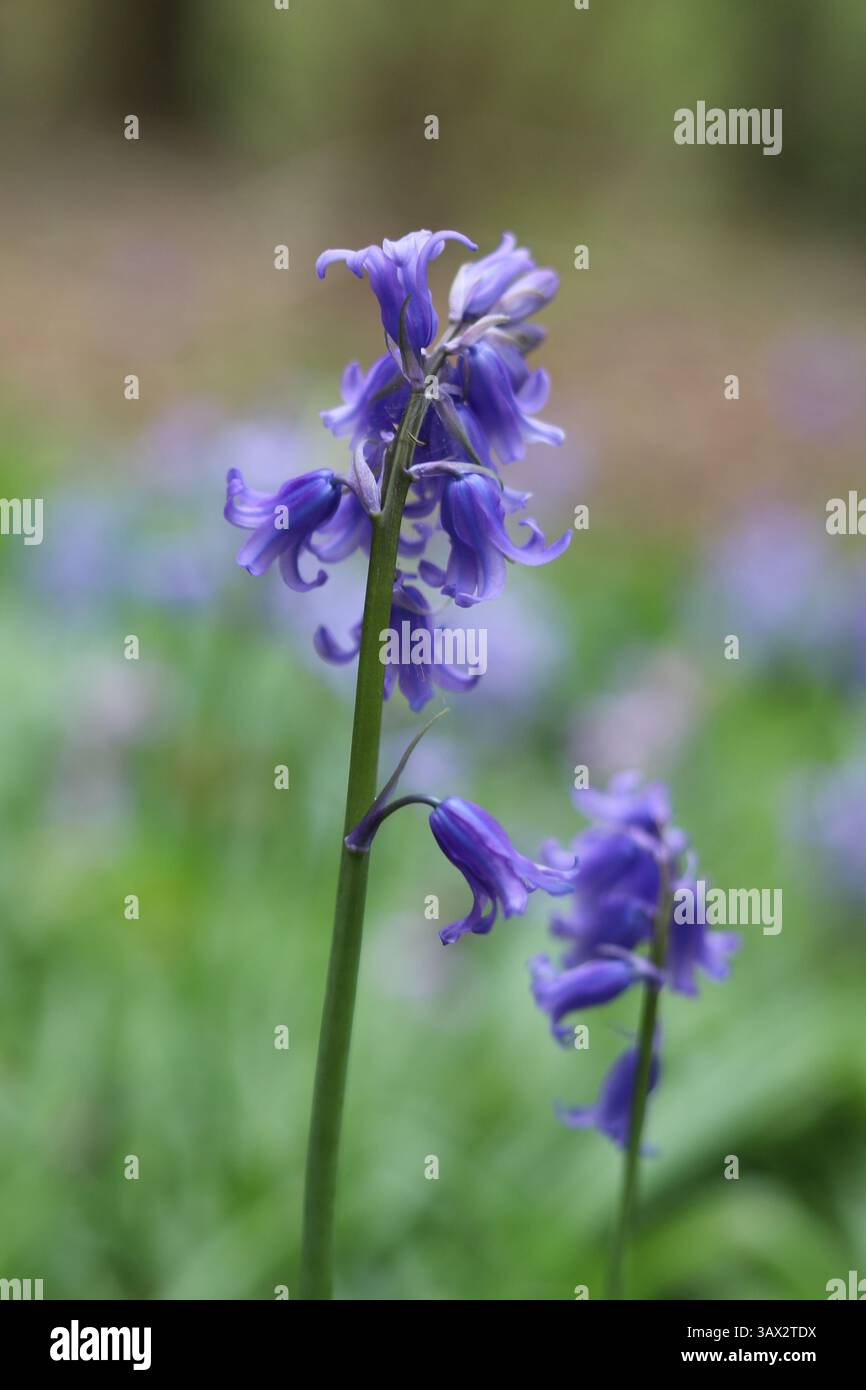 British bluebell flowers growing wild in ancient woodland around Kent ...