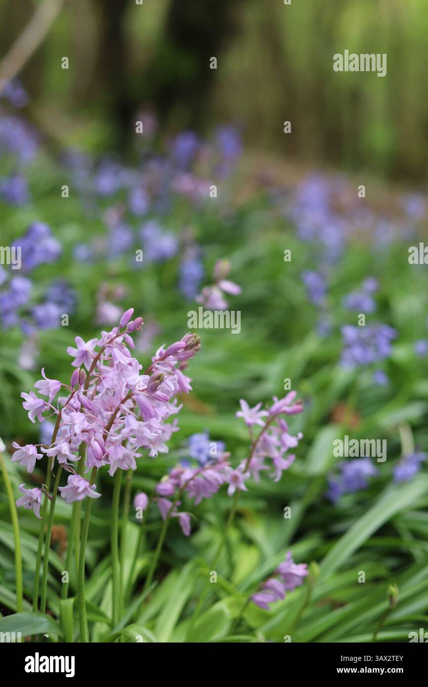 British bluebell flowers growing wild in ancient woodland around Kent ...