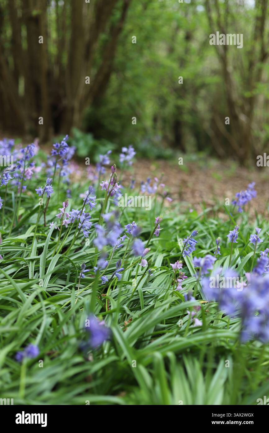 British bluebell flowers growing wild in ancient woodland around Kent ...
