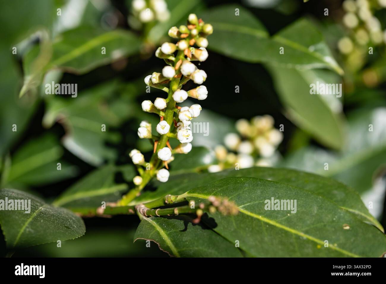 Kirschlorbeer in Aachen am 7. April 2025. GERMANY - AACHEN - GARDEN ...