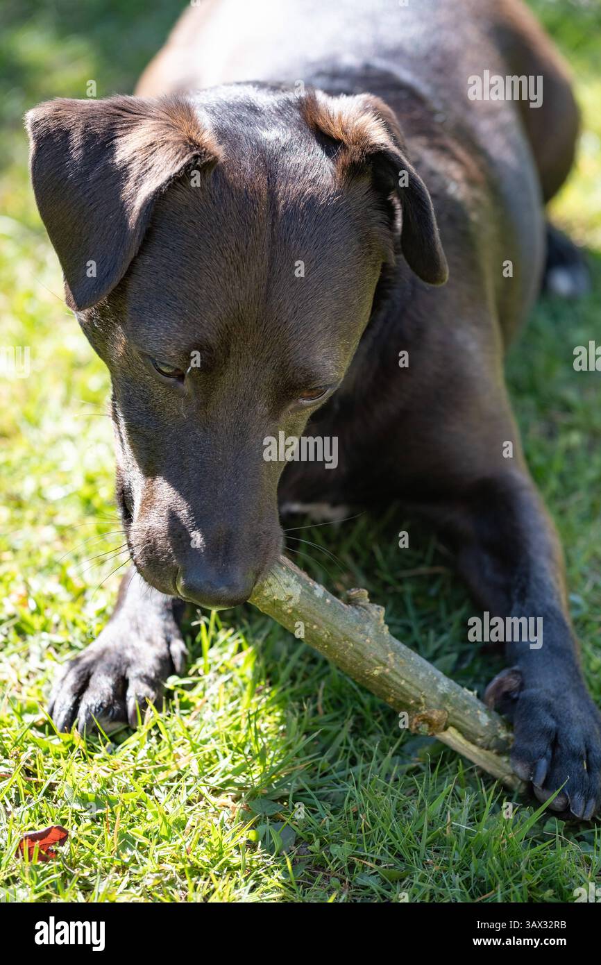 Ein kleiner schwarzer Terrier spielt mit einem Stock auf einer Wiese in ...