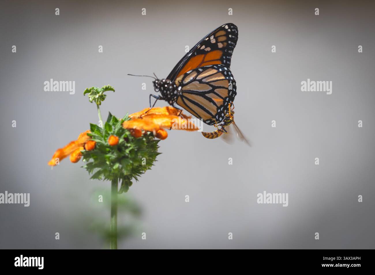 monarch butterfly (Danaus plexippus) on a lion tail plant being chased ...