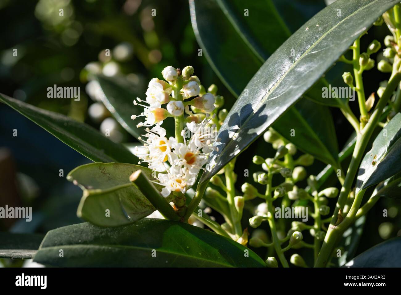 Kirschlorbeer in Aachen am 7. April 2025. GERMANY - AACHEN - GARDEN ...